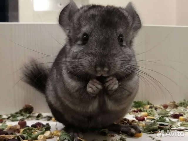 Шиншилла из домашнего питомника