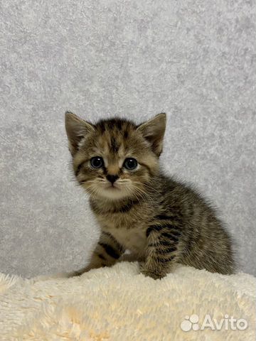 Малышка ищет дом