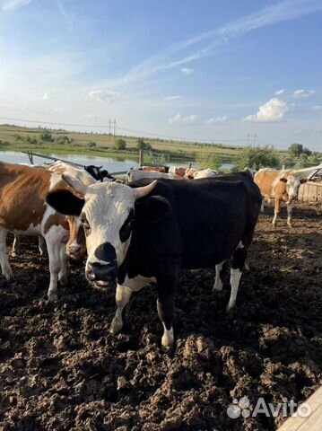 Быки от 8 месяцев до 1,2 года