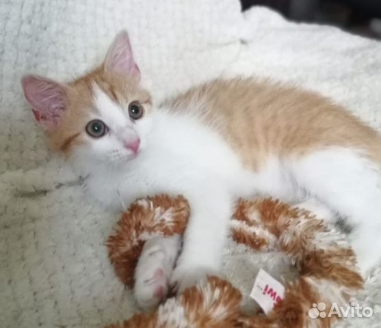 Котёнок в добрые руки