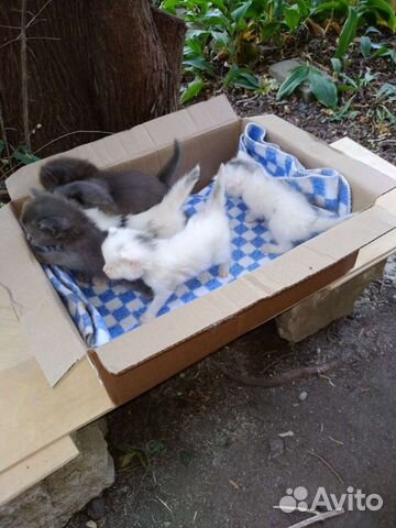 Британские и сибирские котята