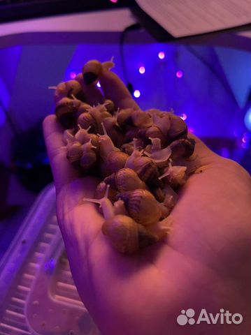 Малыши Ахатины Фулики