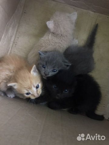Котята в добрые руки бесплатно