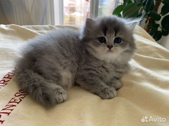 Британка голубого окраса