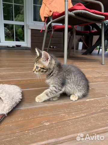 Котята в добрые