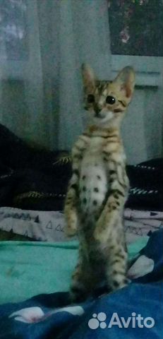 Бенгальские котята