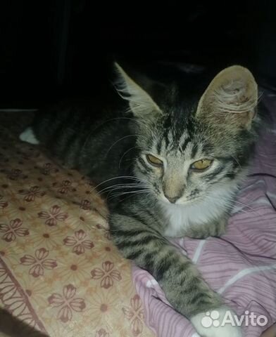 Котёнок Кузя ищет добрых хозяев