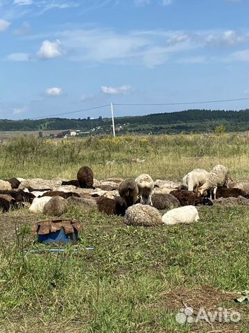 Овцы и бараны