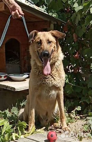 Няша в добрые руки