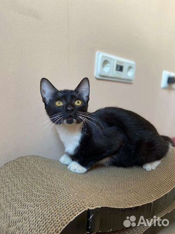 Кошечка Машенька