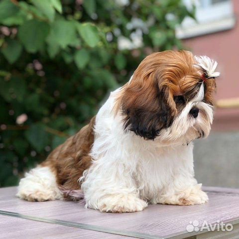 Щенки ши-тцу 4 мес