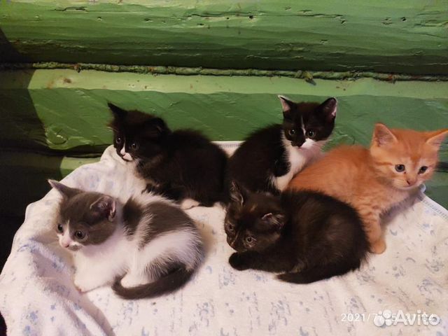 Котята ищут заботливых родителей