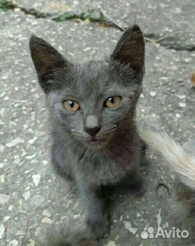 Котенок в дар