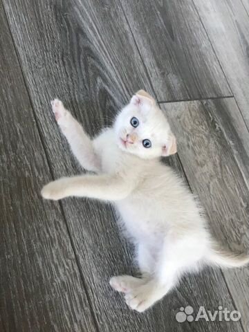 Котенок