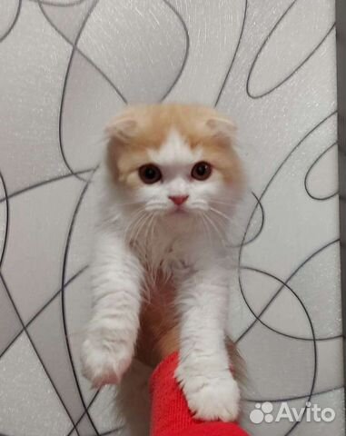 Солнечные,веселые котятки