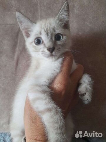 Красивый котенок мальчик 2 мес