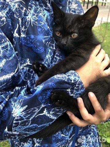 Черный котенок