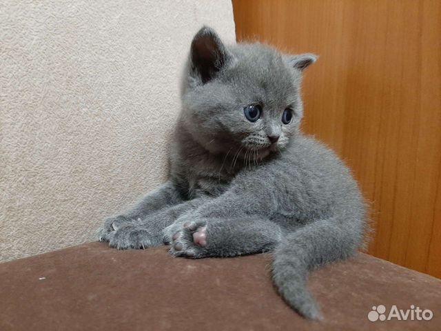 Британские котята