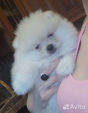 Кремики шпицули