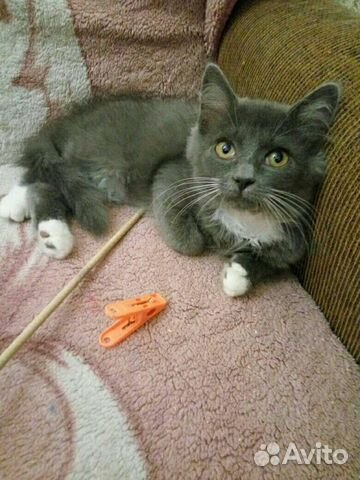 Красивая и пушистая девочка