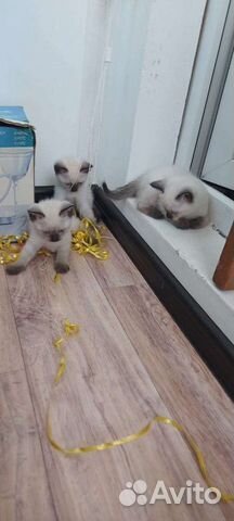 Тайские котята