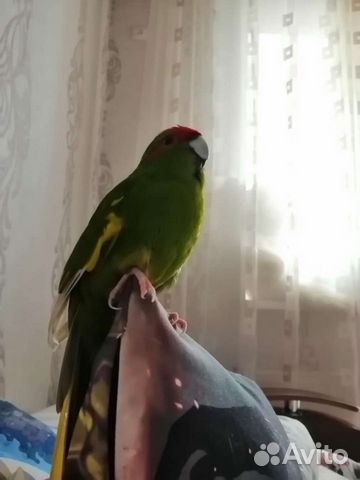 Попугай Какрик