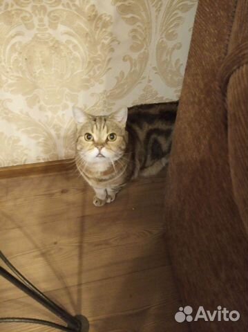 Британец золотисто-мраморный