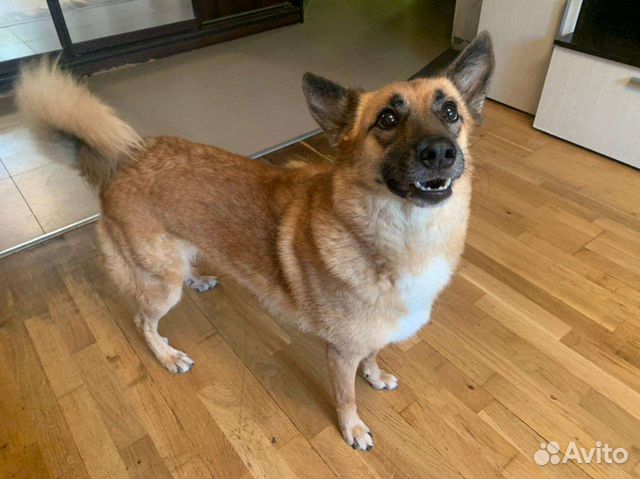 Собака Бася - небольшая в дар