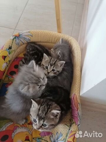 Котята от британки