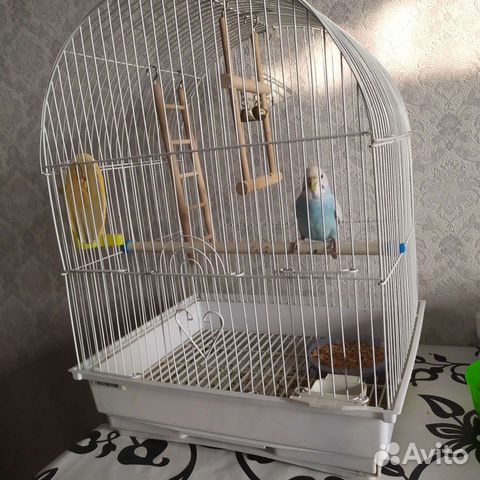 Волнистый попугай