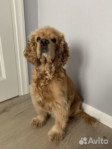 Найден Кокер спаниель