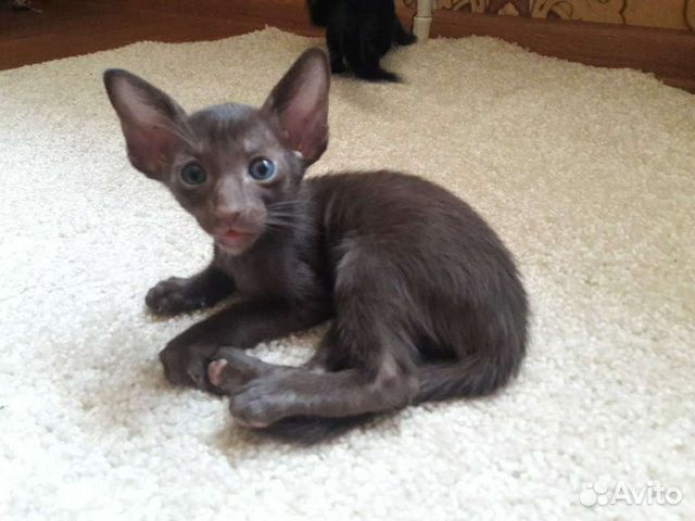 Ориентальная кошка