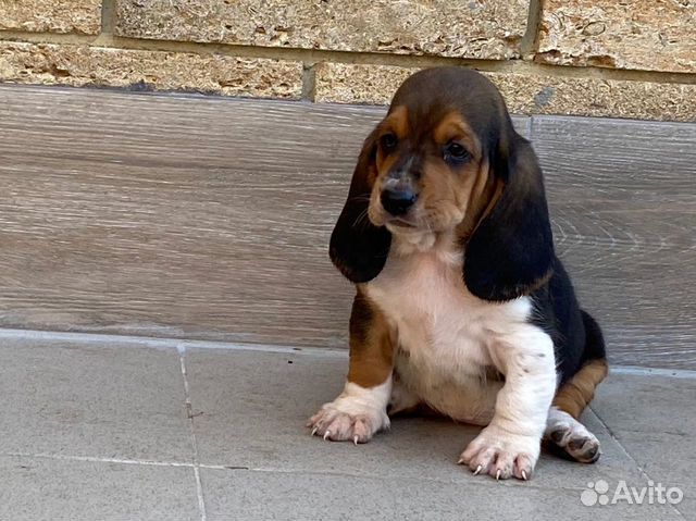 Щенок Бассет-хаунд девочка