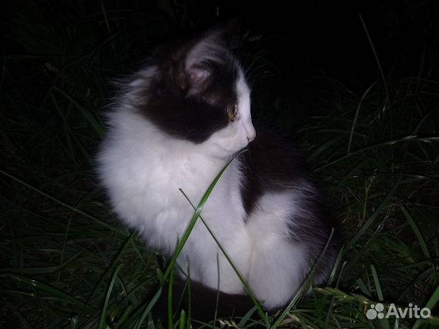 Кошка