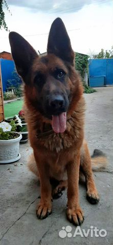 Вязка кобель Немецкая овчарка