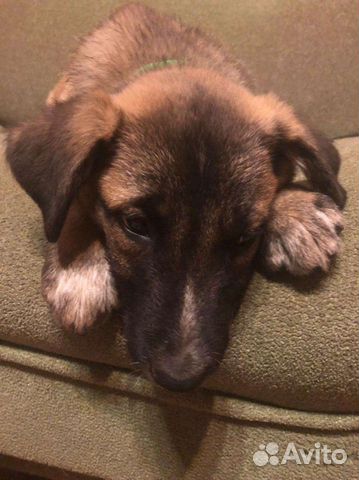 Щенок помесь с алабаем в добрые руки