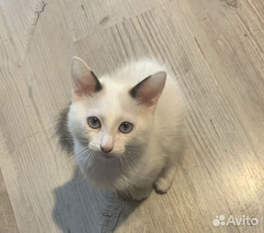 Котенок метис