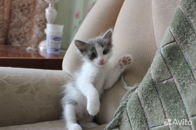 Отдам котенка мальчик 1 мес