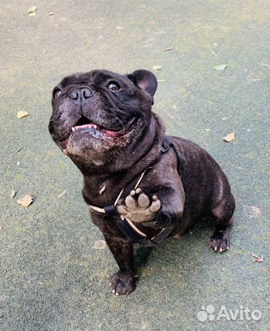 Вязка француза