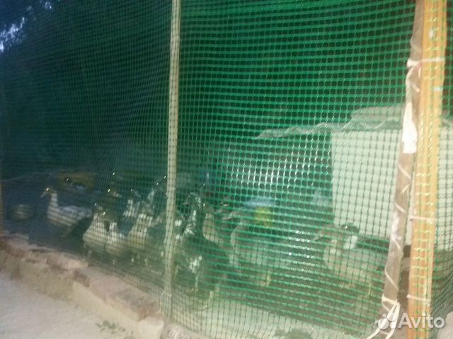 Продам индоуток на племя