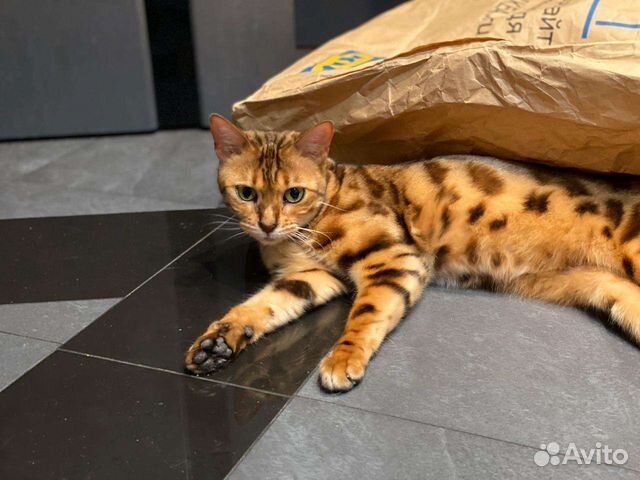 Бенгальская кошка