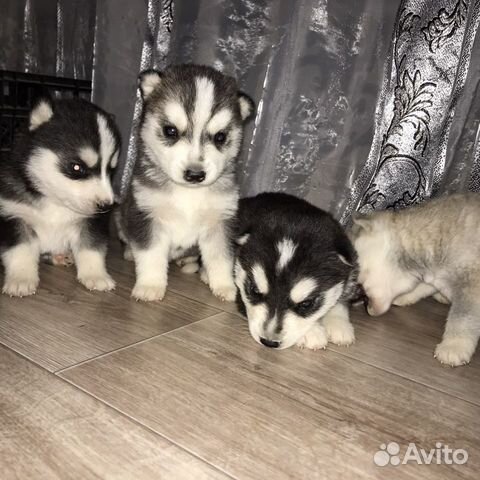 Продаю щенят, порода Сибирские хаски (чистокровные