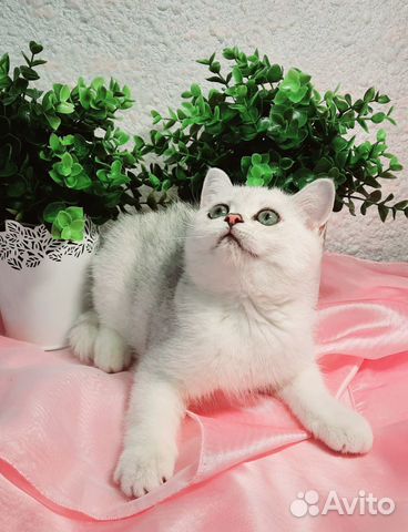 Британская серебристая шиншилла