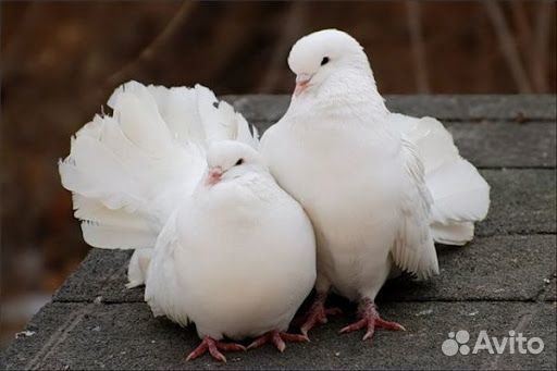 Выпуск голубей