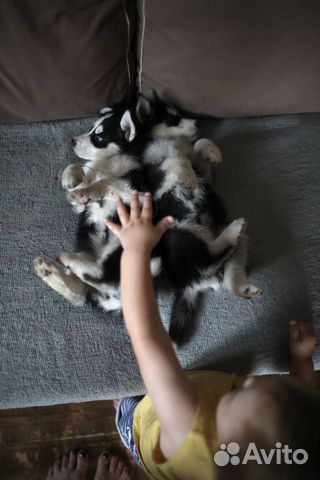 Продаются щенки хаски из домашней семьи