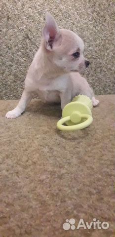 Два мальчишки чихуашки