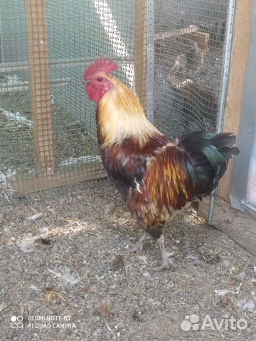 Куры, фазаны