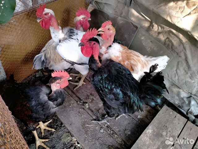 Петух голошей