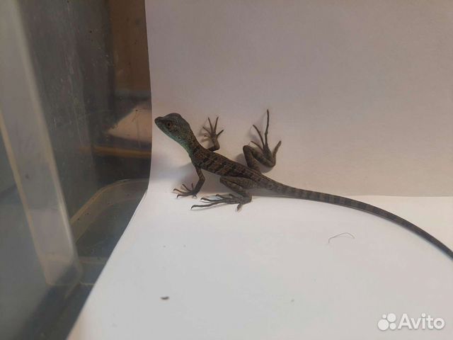 Шлеоносные василиски