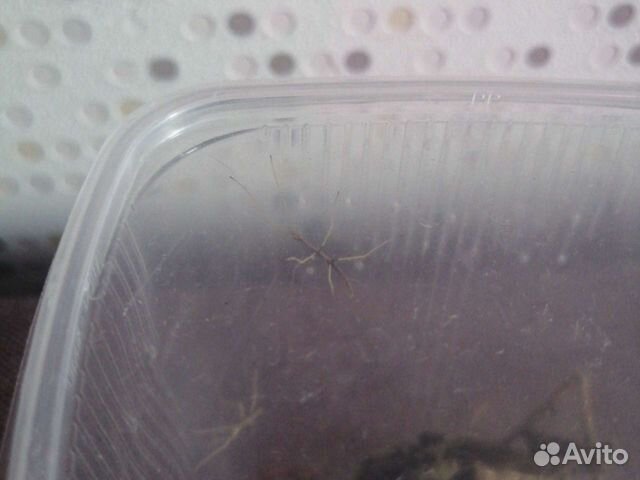 Аннамские палочники